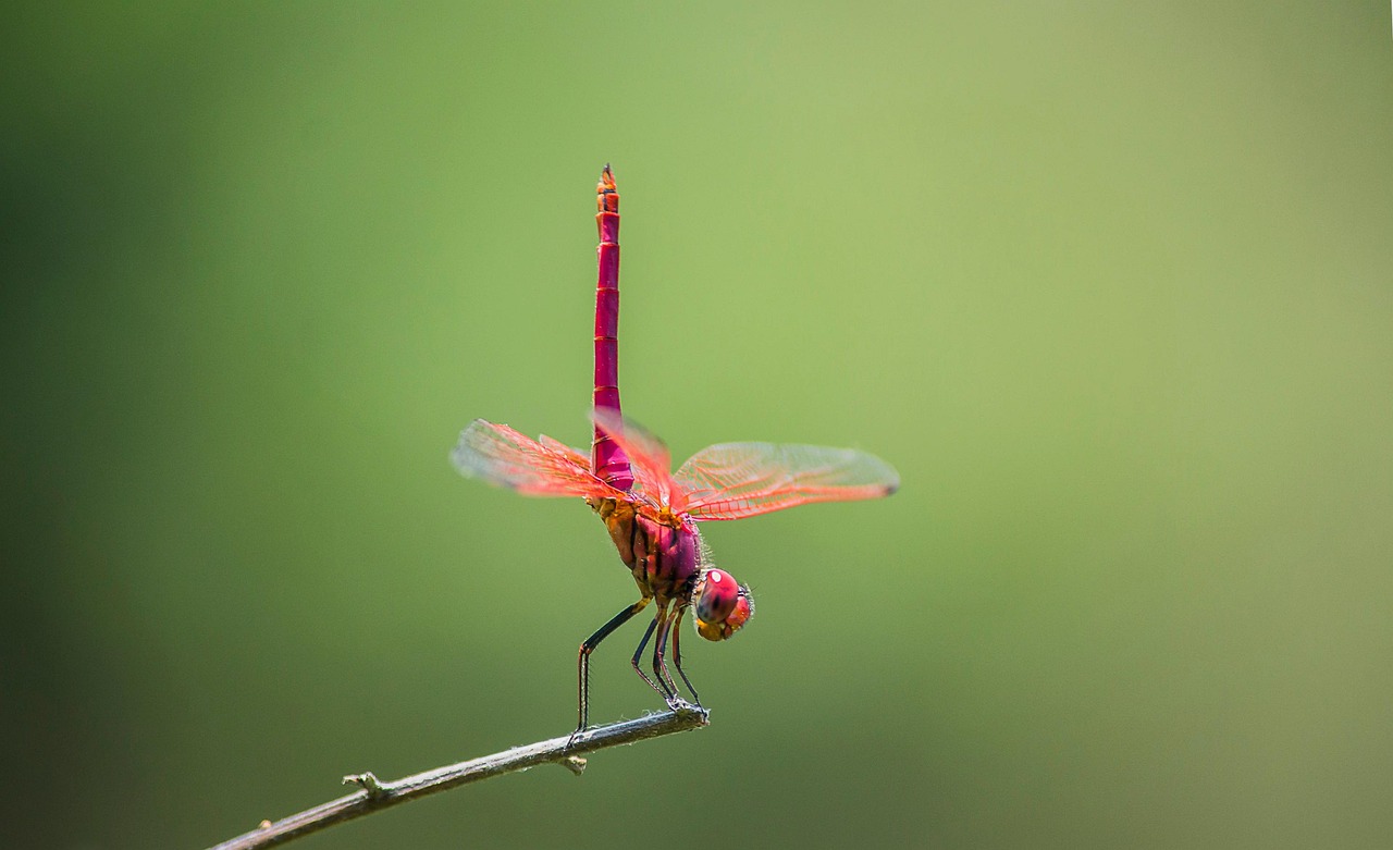 Dragonfly Insect Wildlife - Free photo on Pixabay