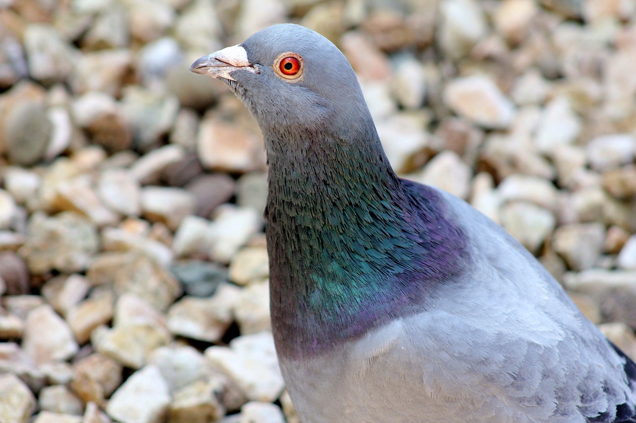 Paloma Pájaro Animal Fauna - Foto gratis en Pixabay - Pixabay