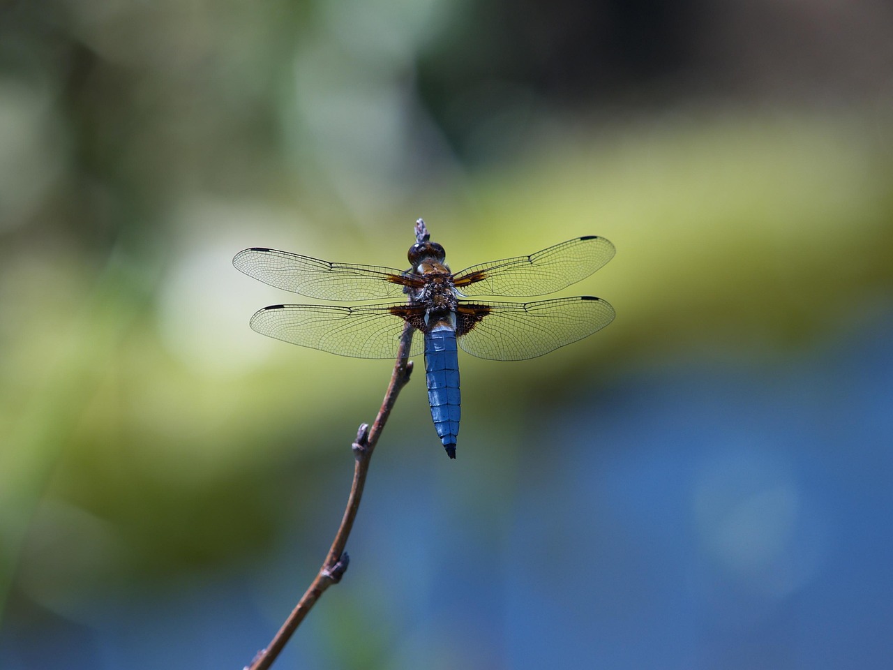 Insecte Libellule Entomologie - Photo gratuite sur Pixabay - Pixabay
