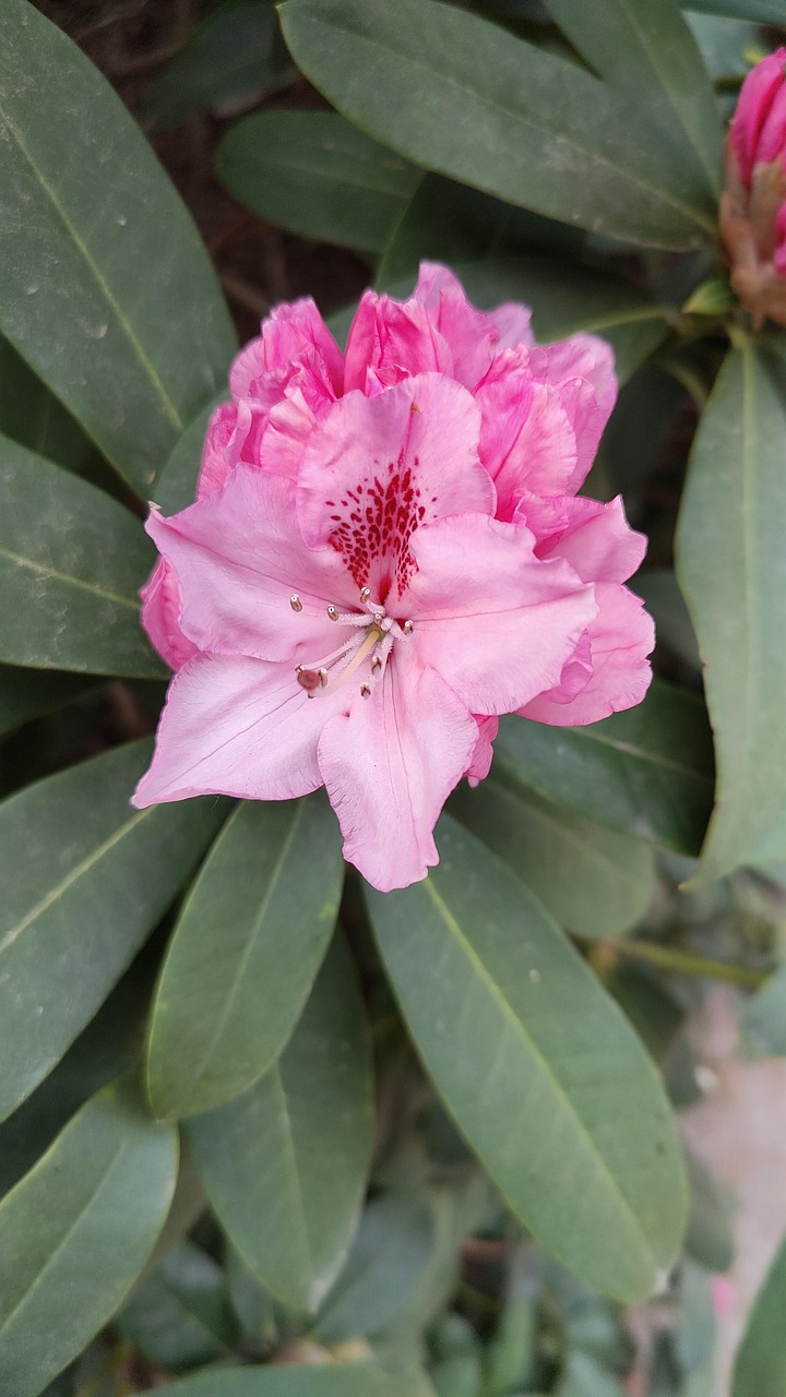 Rhododendron Bunga Mawar - Foto gratis di Pixabay - Pixabay