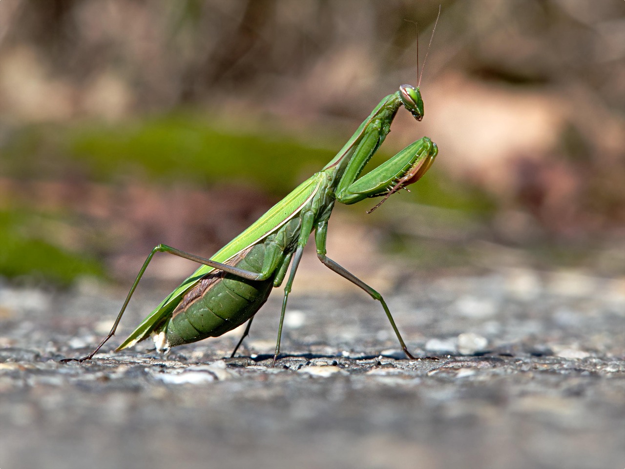 虫 カマキリ 昆虫学 - Pixabayの無料写真 - Pixabay