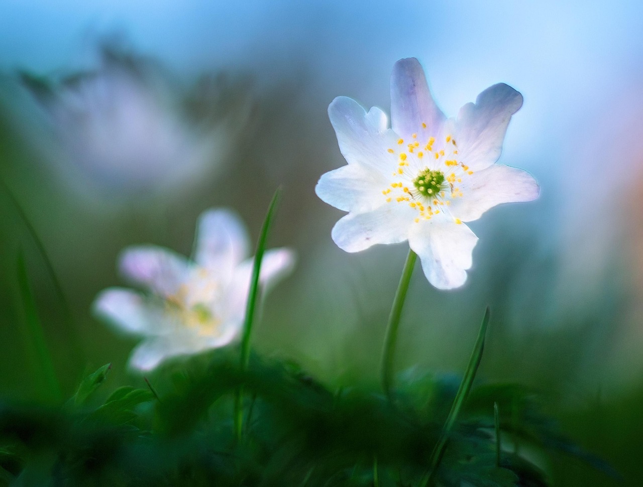 Bunga Mekar Bloom - Foto gratis di Pixabay - Pixabay