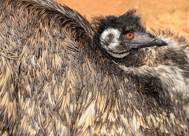 Bird Emu Ornithology - Free photo on Pixabay - Pixabay