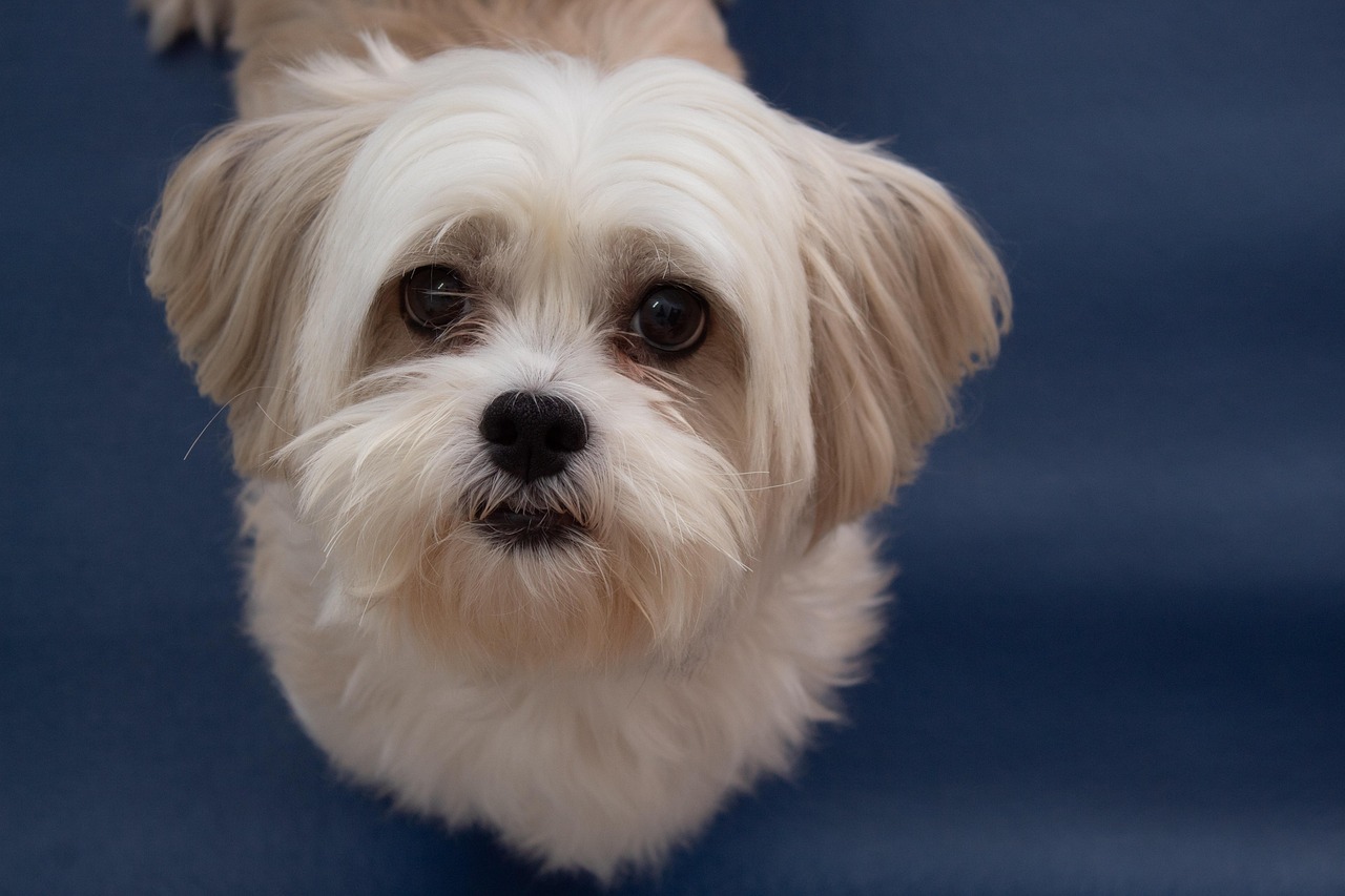 Satwa Anjing Lhasa Aso Foto Gratis Di Pixabay Pixabay