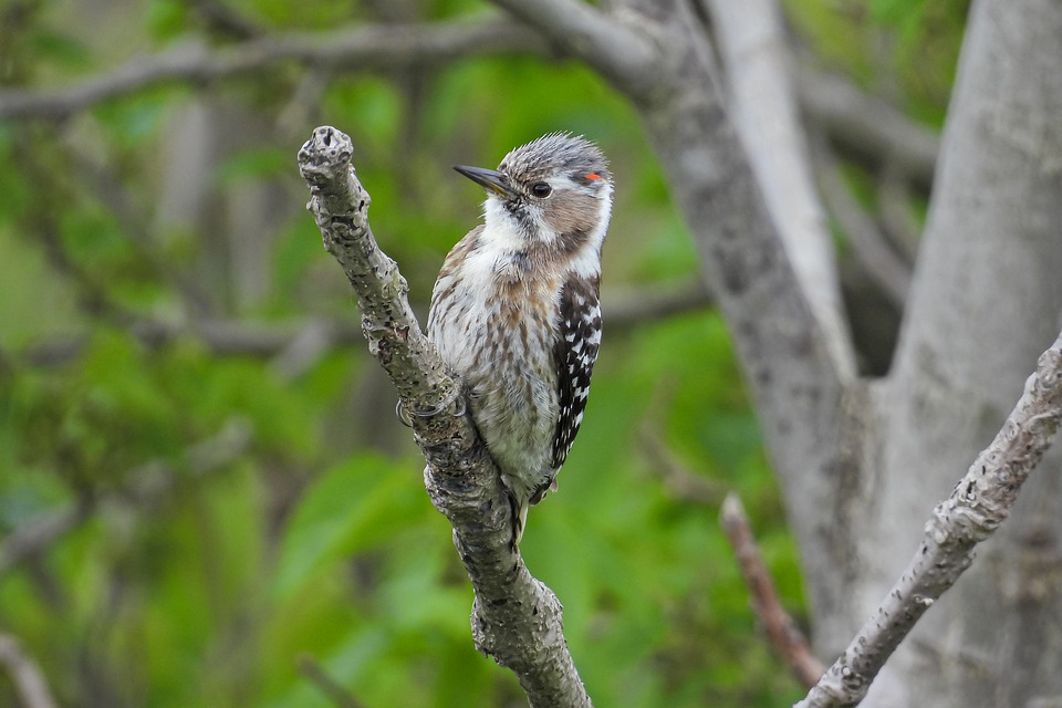 Burung Pelatuk Satwa - Foto gratis di Pixabay - Pixabay