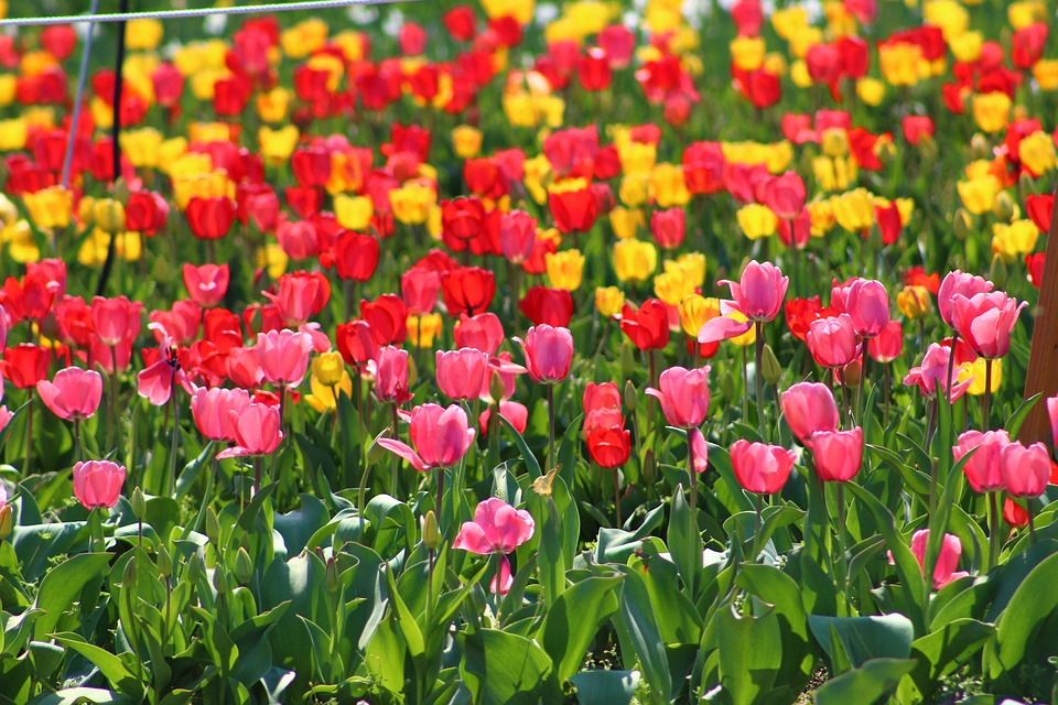 Tulip Bunga-Bunga Tanaman - Foto gratis di Pixabay - Pixabay