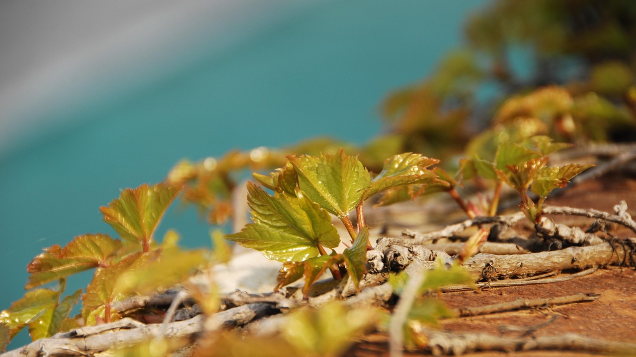Forêt Feuilles Nature République - Photo gratuite sur Pixabay - Pixabay