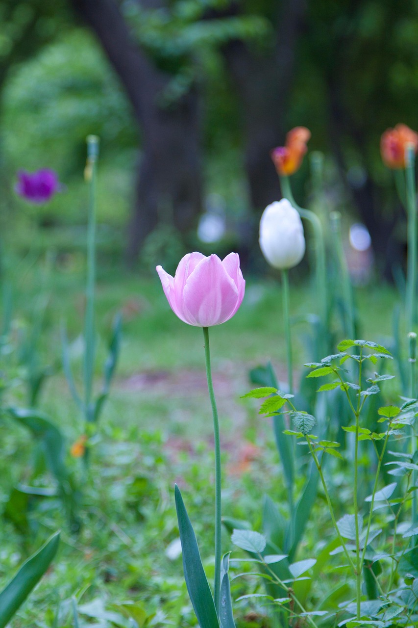 Bunga-Bunga Padang Rumput Alam - Foto gratis di Pixabay - Pixabay