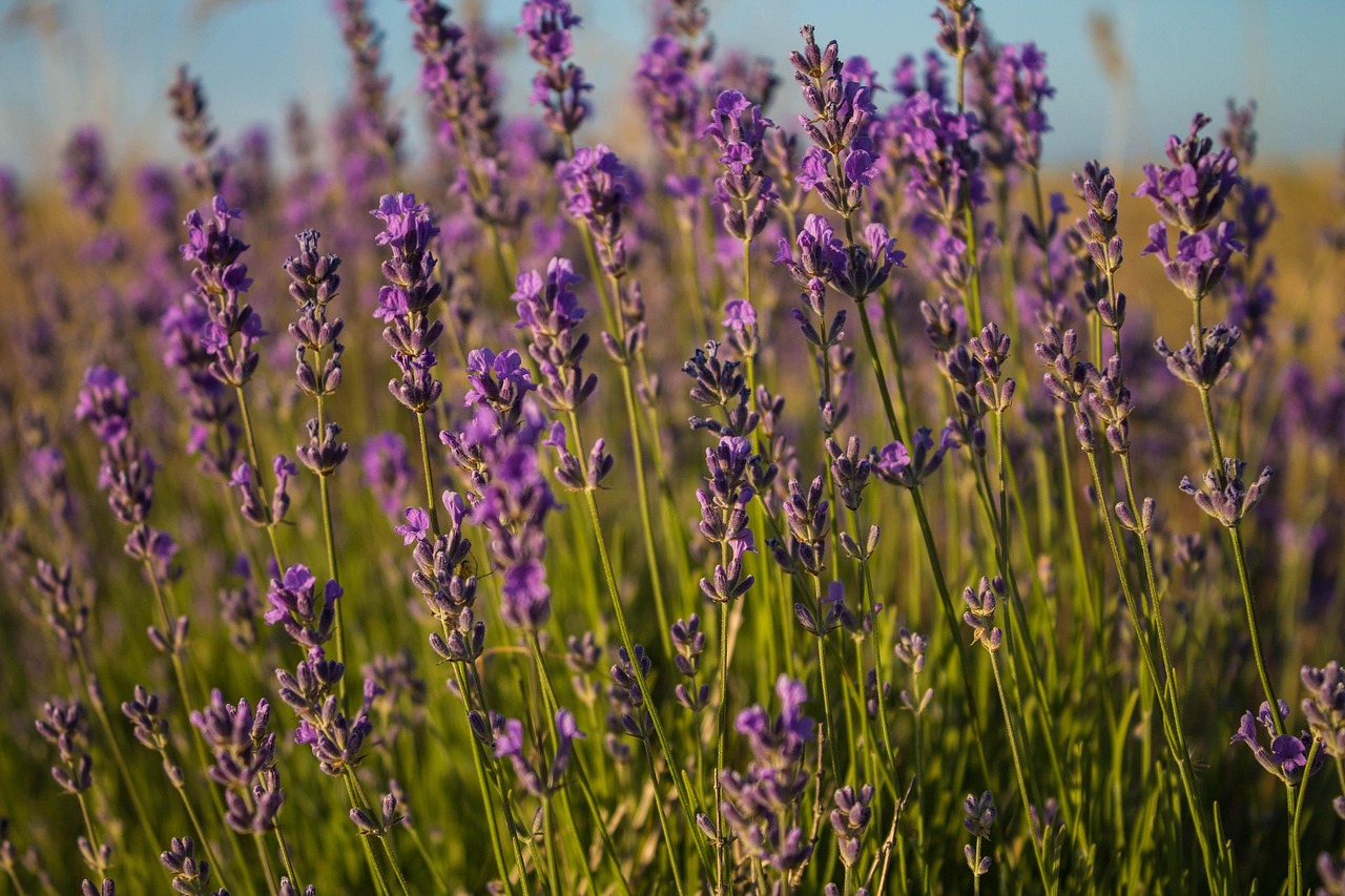 Lavender Purple Flowers Garden - Free photo on Pixabay - Pixabay