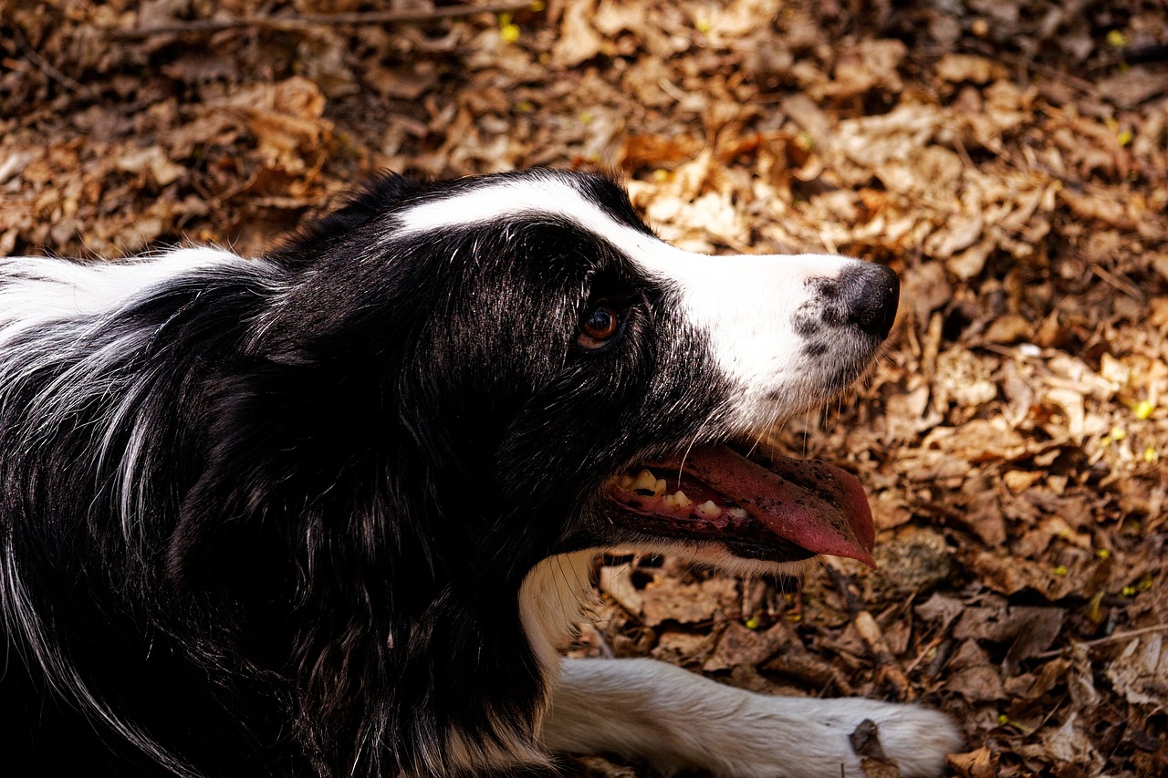 Border Collie Chien Animal De - Photo gratuite sur Pixabay - Pixabay