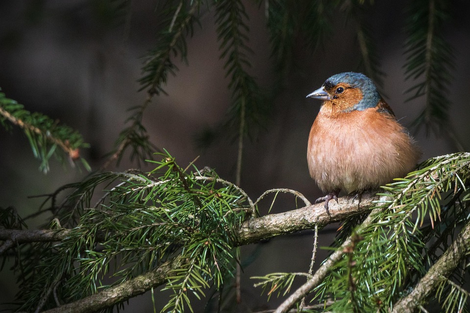 Bird Common Chaffinch - Free photo on Pixabay