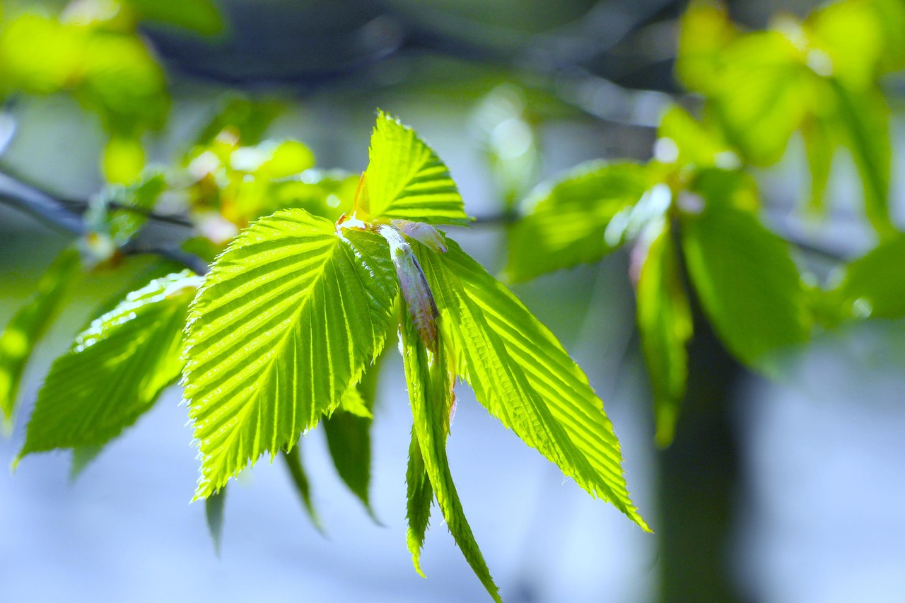 Leaves Foliage Nature - Free photo on Pixabay