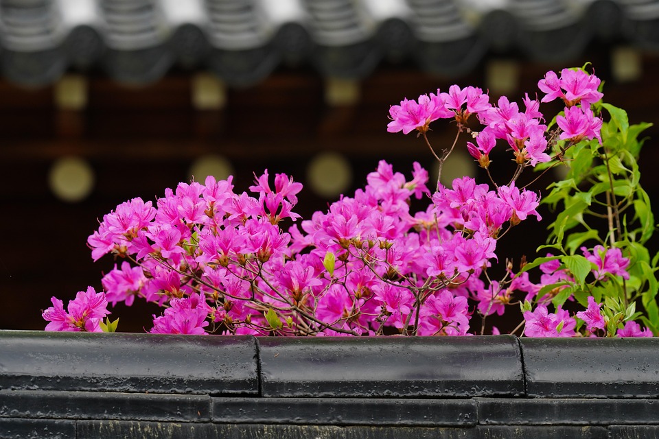 Azalea Flowers Plant - Free photo on Pixabay