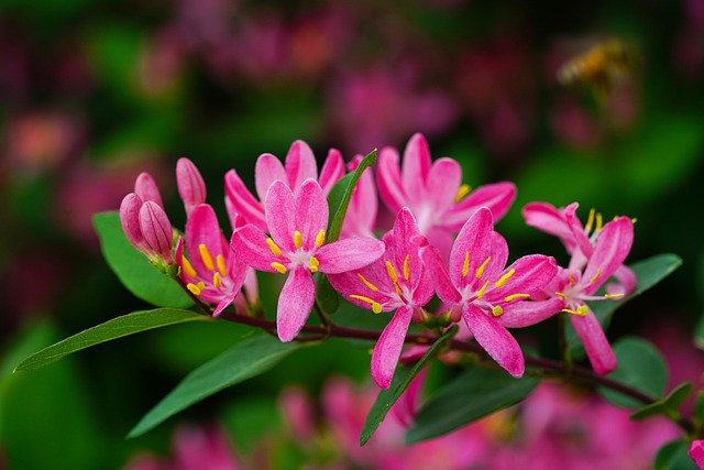 200+ Free Honeysuckle & Nature Photos - Pixabay