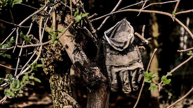 Luvas Arvores Floresta - Foto gratuita no Pixabay - Pixabay