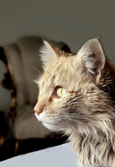 Cat Looking Out Home - Free photo on Pixabay - Pixabay