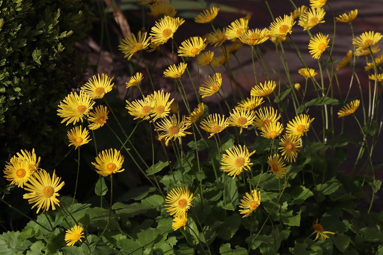 Yellow Flowers Garden - Free photo on Pixabay - Pixabay