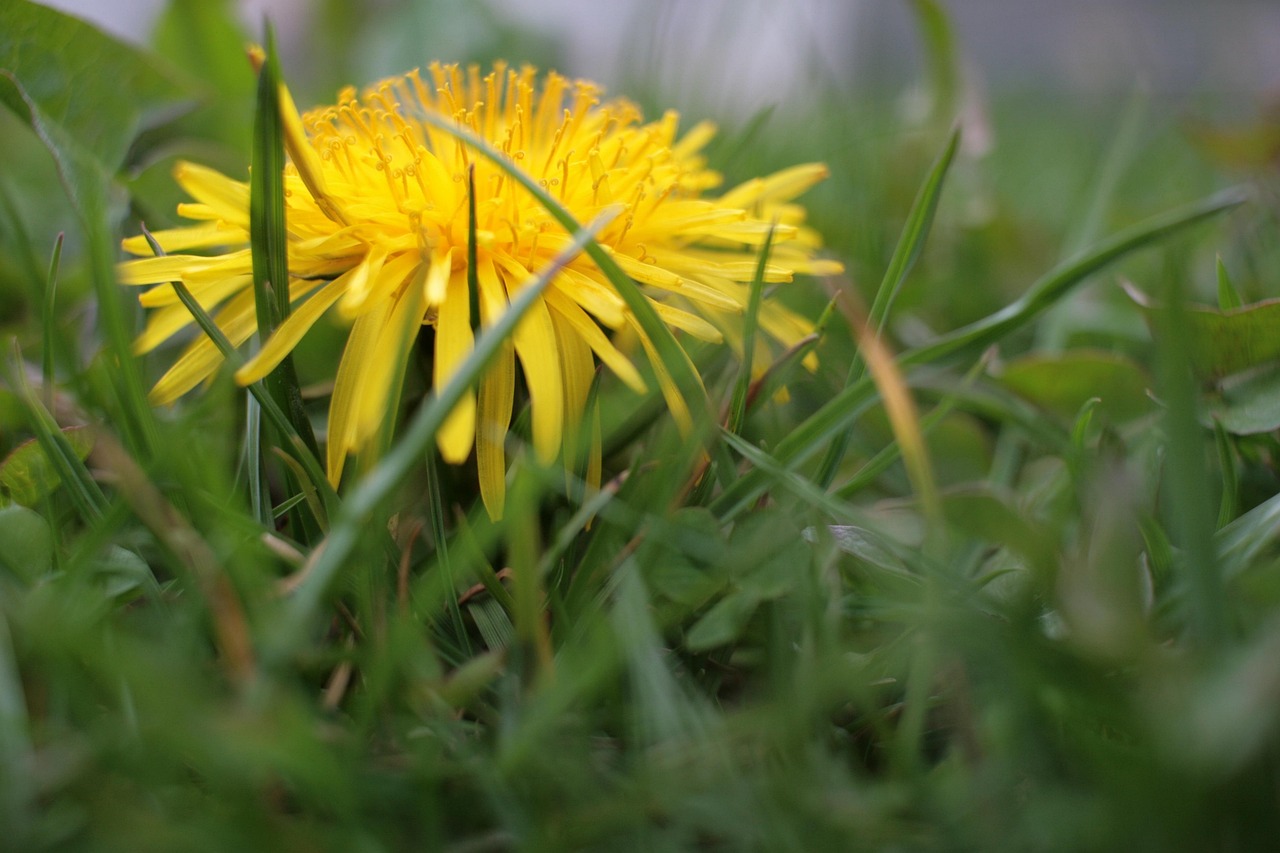 Dandelion Flower Plant - Free photo on Pixabay