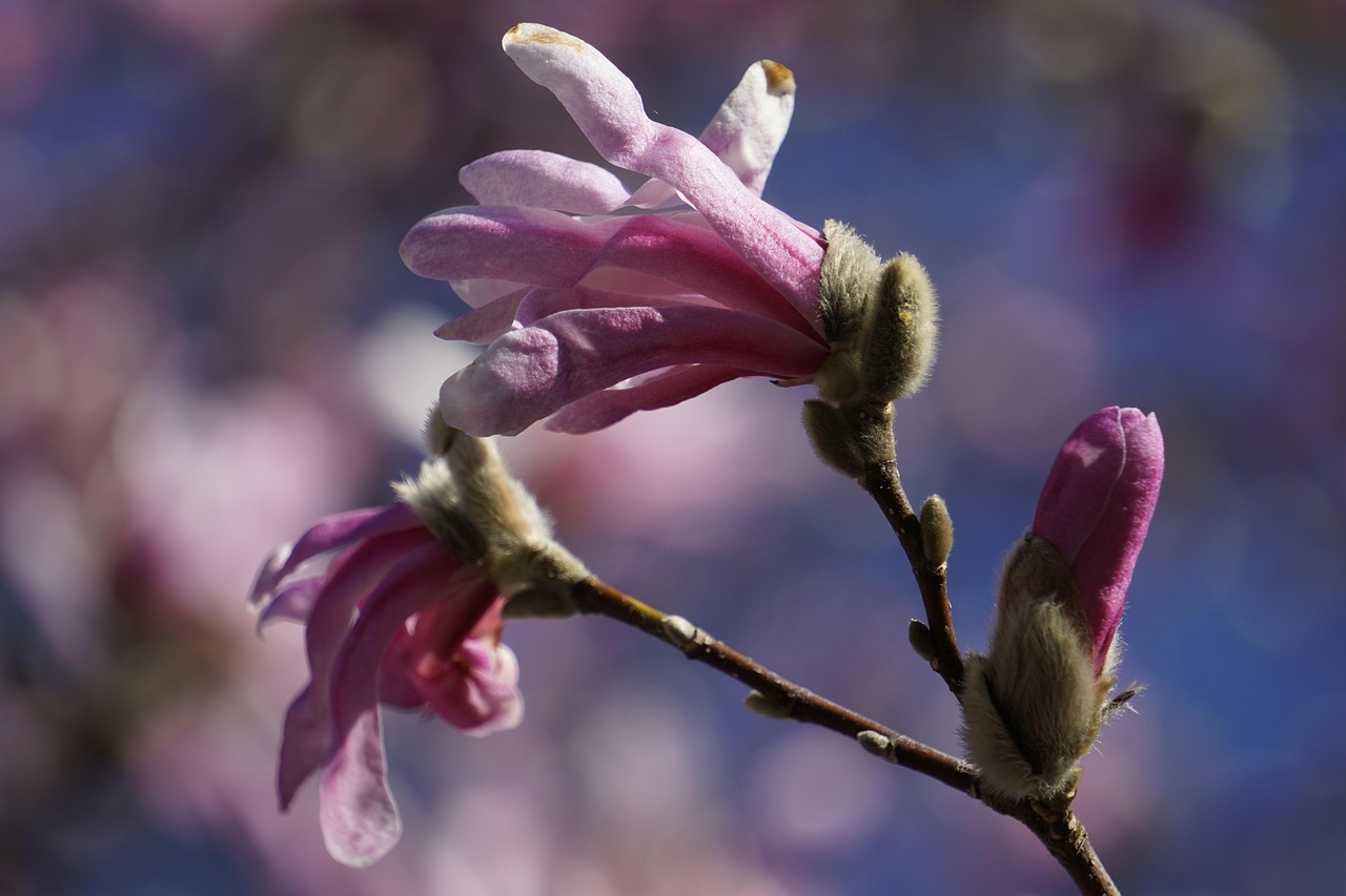 Pink Flowers Spring - Free photo on Pixabay - Pixabay