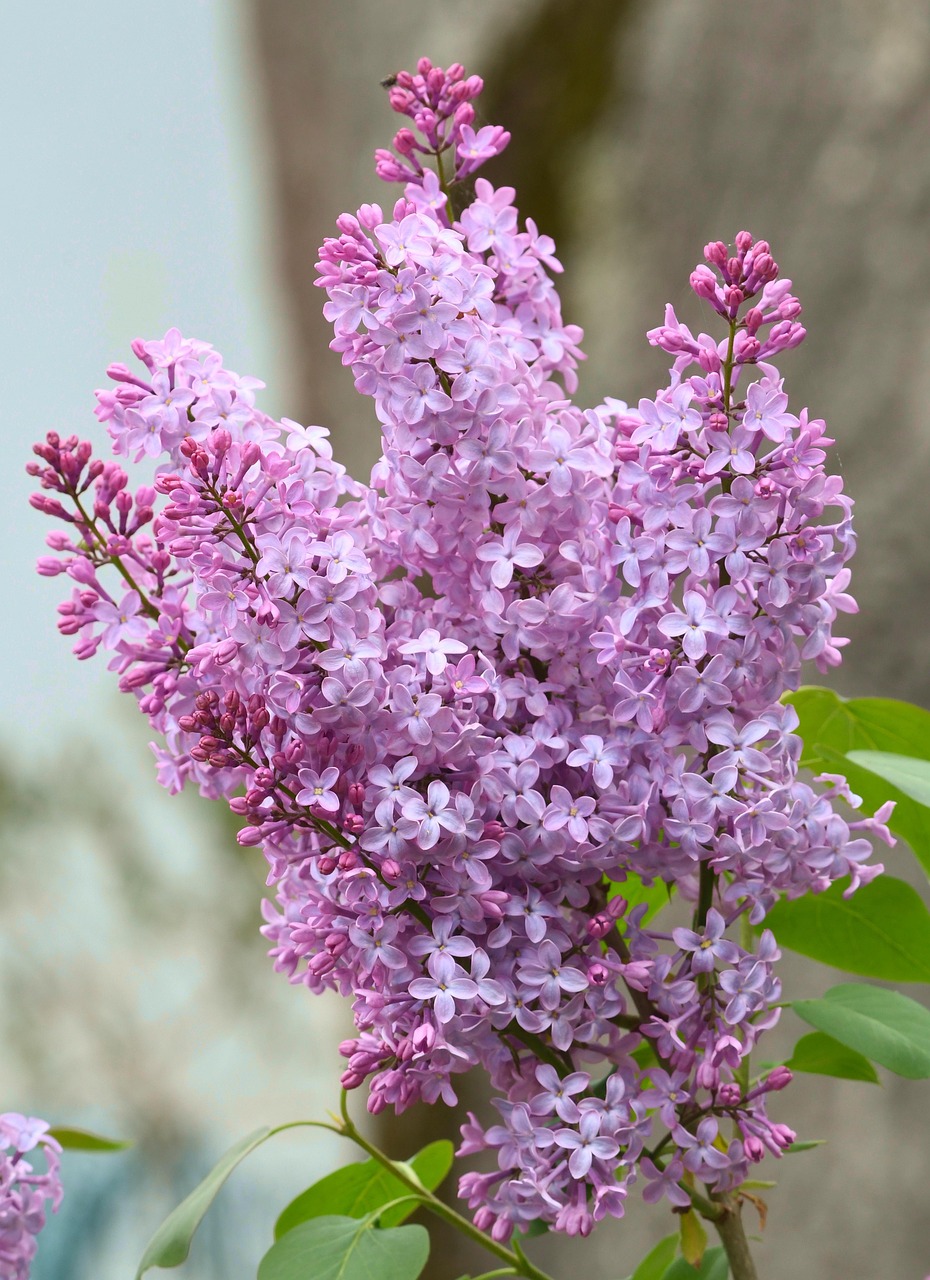 Lilac Flowers Purple - Free photo on Pixabay - Pixabay