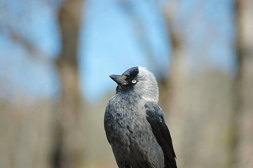 Jackdaw Bird Avian - Free photo on Pixabay