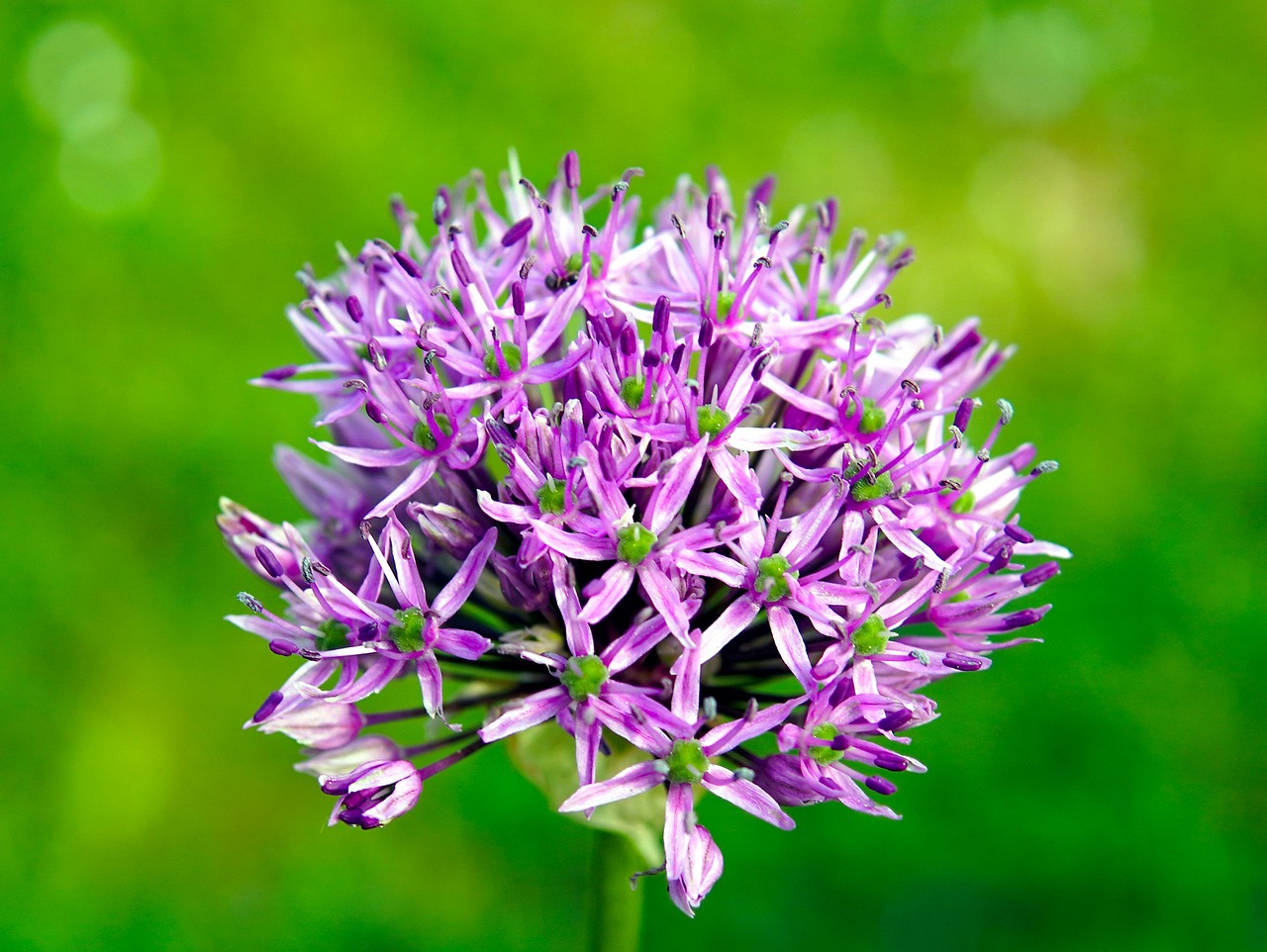 Ornamental Onion Allium Flower - Free photo on Pixabay