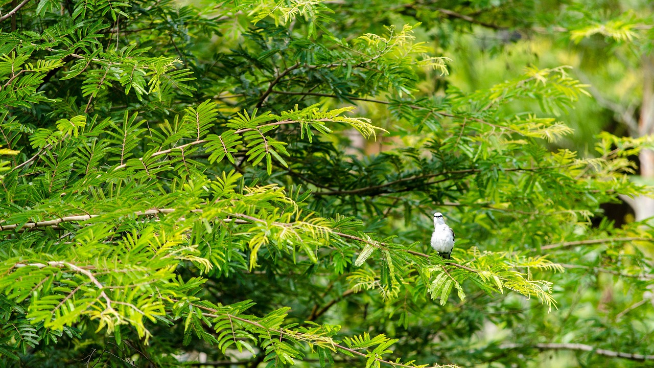 Oiseau Birdie La Nature - Photo gratuite sur Pixabay - Pixabay