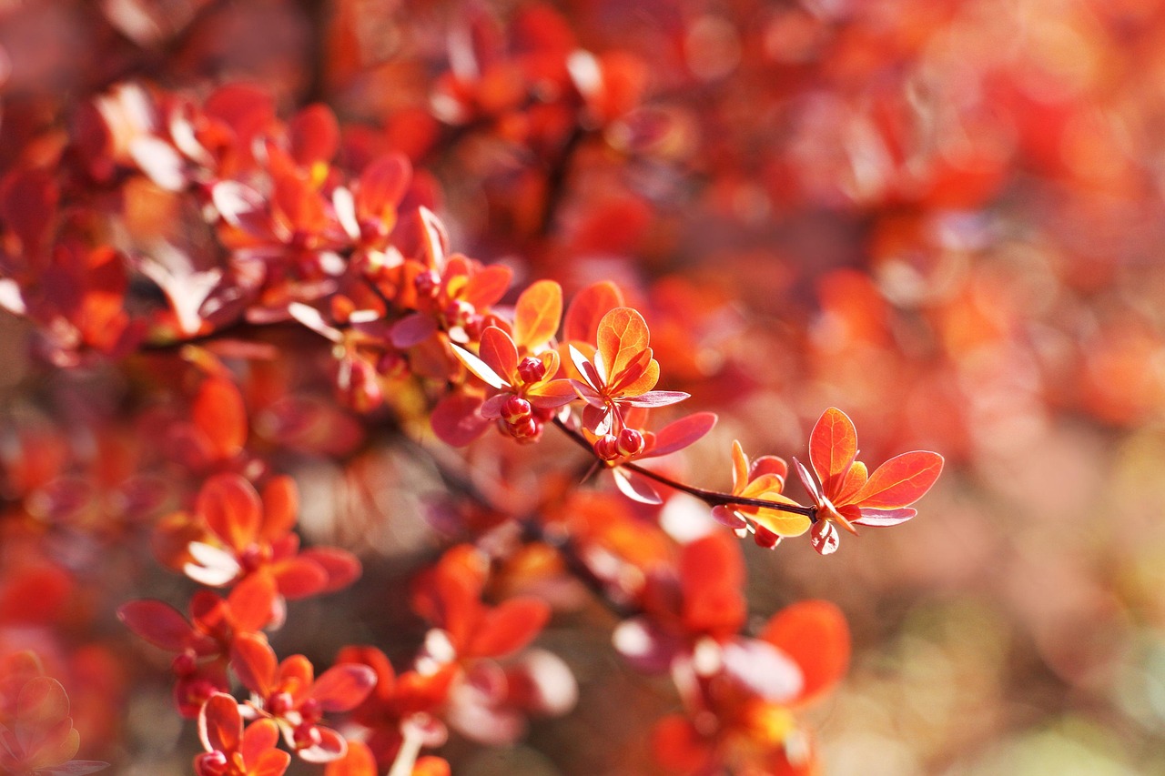 Barberry Leaves Plant Red - Free photo on Pixabay - Pixabay