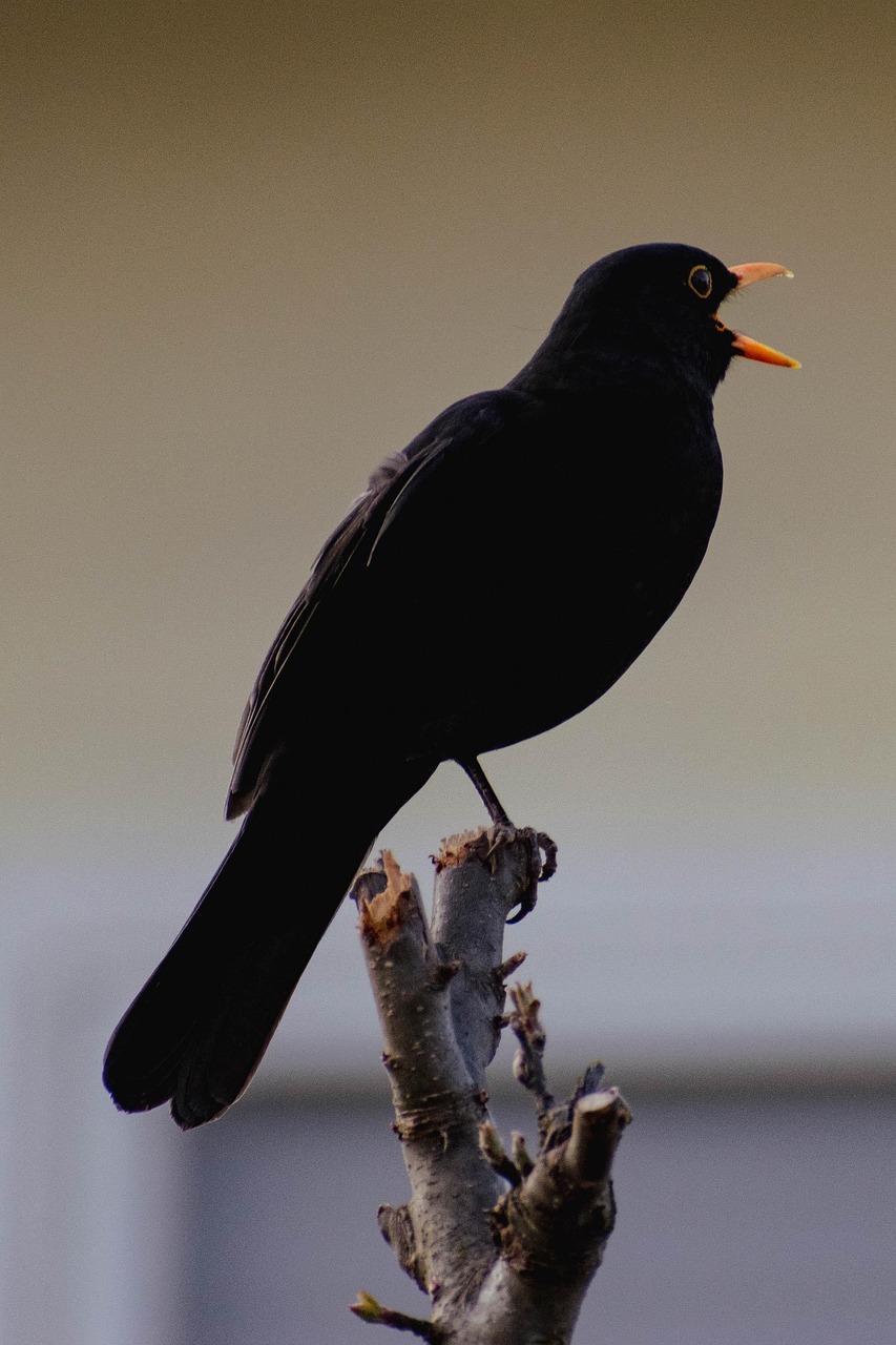 Bird Blackbird Ornithology - Free photo on Pixabay - Pixabay