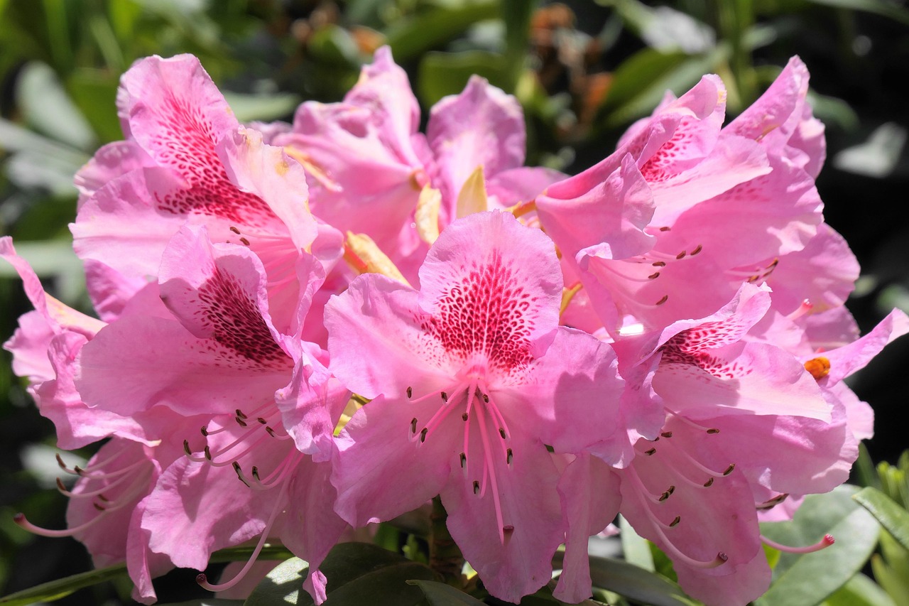 Azaleas Flores Rosadas - Foto gratis en Pixabay - Pixabay