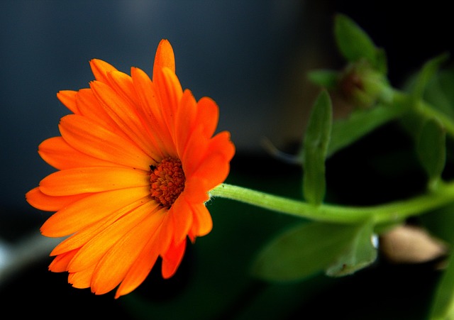 Souci Fleur D'Oranger - Photo gratuite sur Pixabay - Pixabay