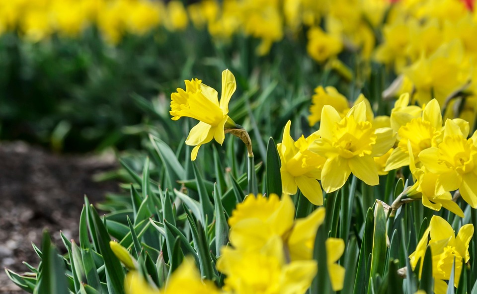 Fleurs Jonquille Le Printemps - Photo gratuite sur Pixabay - Pixabay