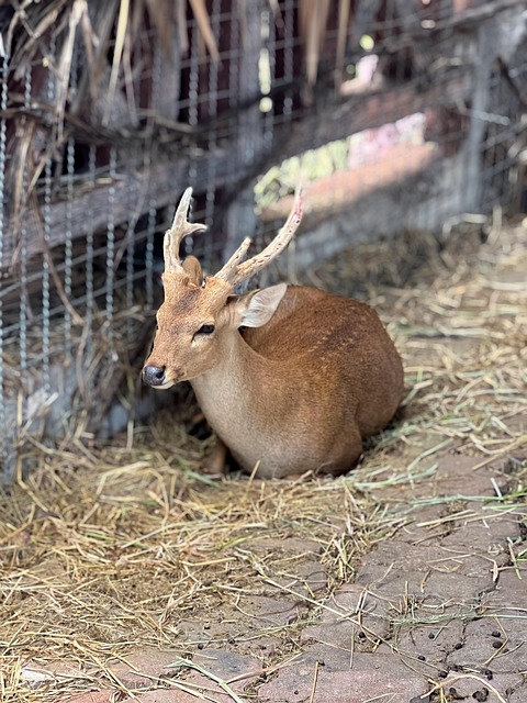 Animal Deer Mammal - Free photo on Pixabay