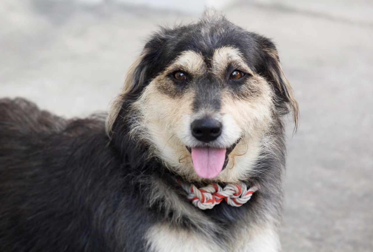 20+ Free Thai Dog & Dog Images - Pixabay