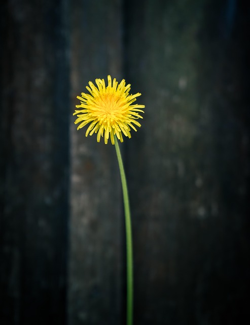 Flower Dandelion Botany - Free photo on Pixabay - Pixabay