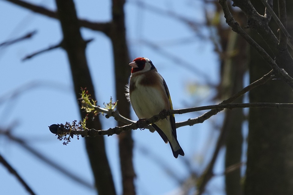 European Goldfinch Bird Animal - Free photo on Pixabay