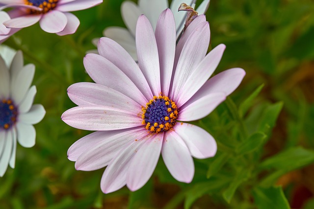 Flor Margarida Flora - Foto gratuita no Pixabay - Pixabay