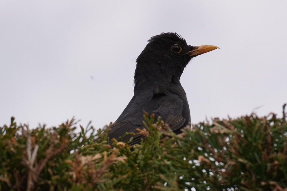 Black Bird Nature - Free photo on Pixabay - Pixabay