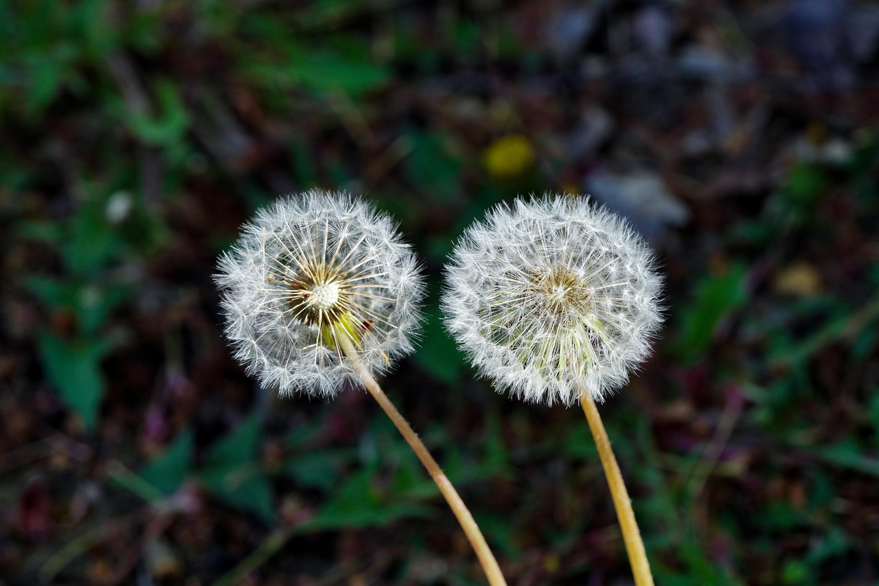 Flowers Dandelions Wildflowers - Free photo on Pixabay - Pixabay