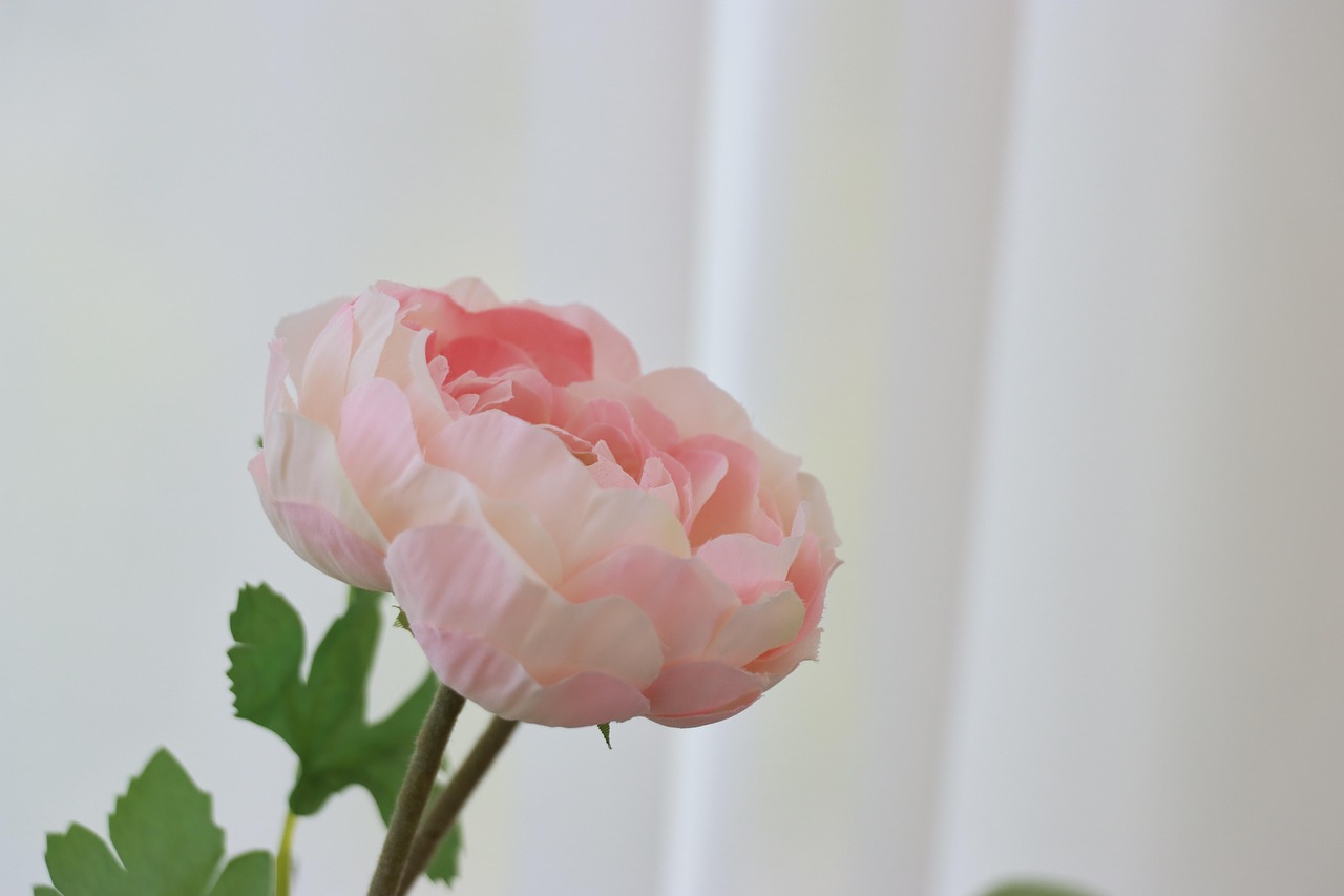 Rose Flower Plant Potted - Free photo on Pixabay - Pixabay
