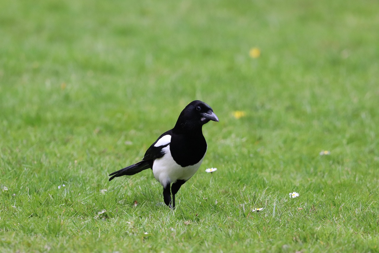 Magpie Bird Field Eurasian - Free photo on Pixabay - Pixabay