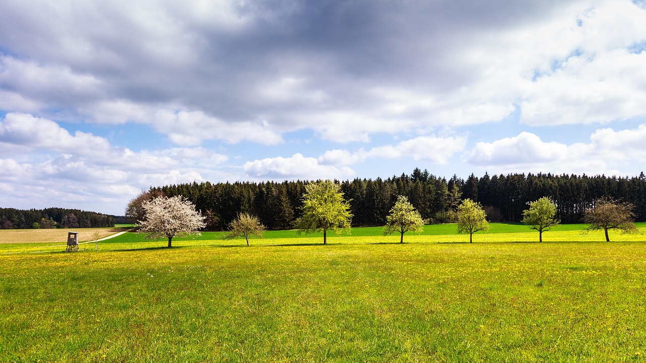 Árboles Campo Frutales - Foto gratis en Pixabay - Pixabay