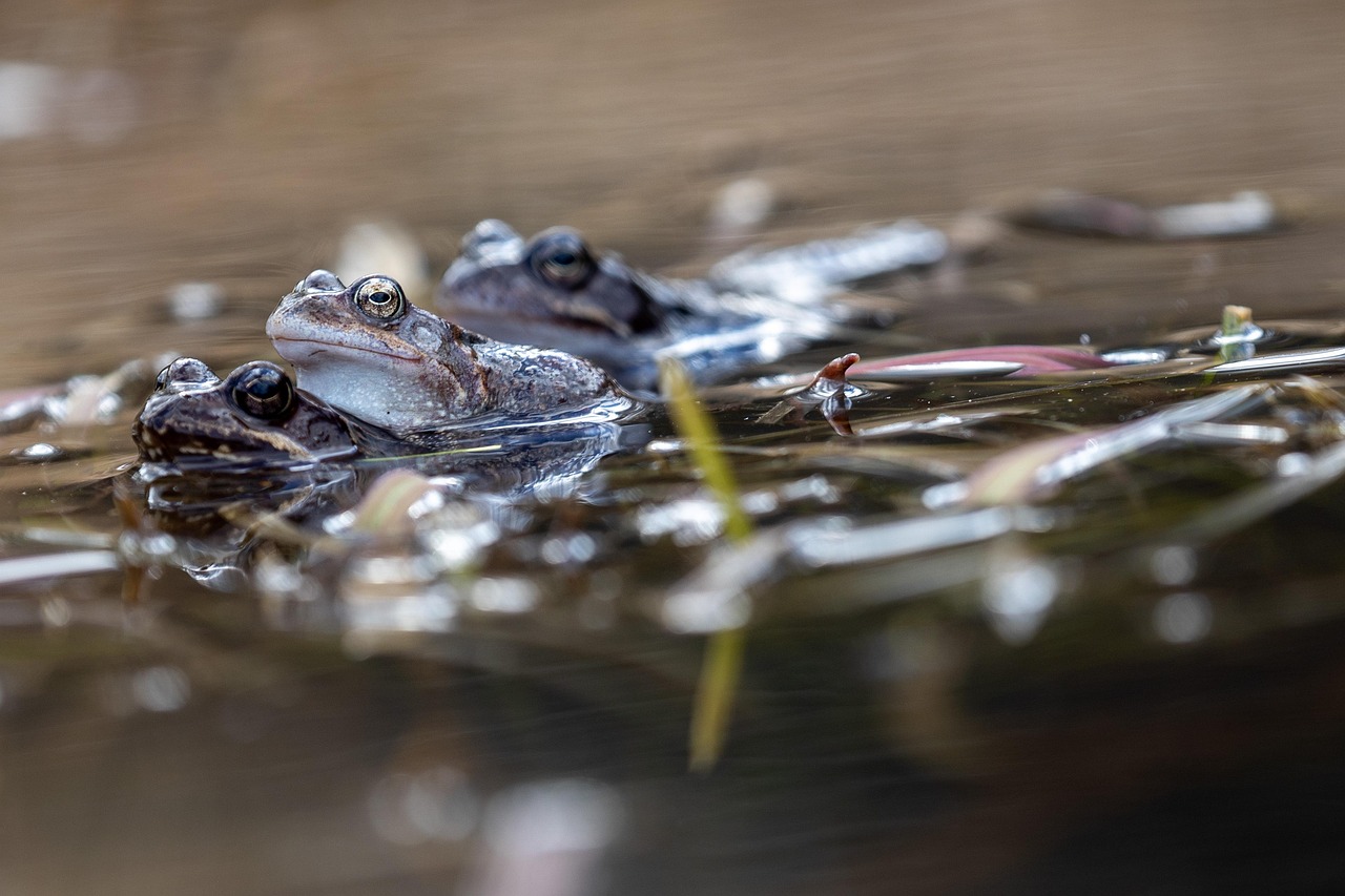 Amphibian Frogs Species - Free photo on Pixabay - Pixabay