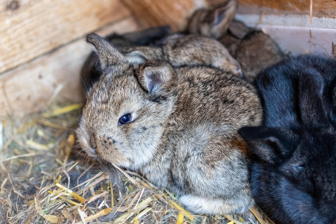 Animals Rabbits Species - Free photo on Pixabay - Pixabay