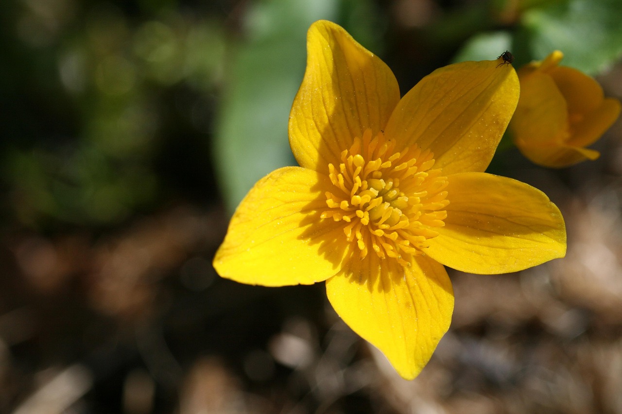 Maravilla Del Pantano Flor Planta - Foto gratis en Pixabay - Pixabay