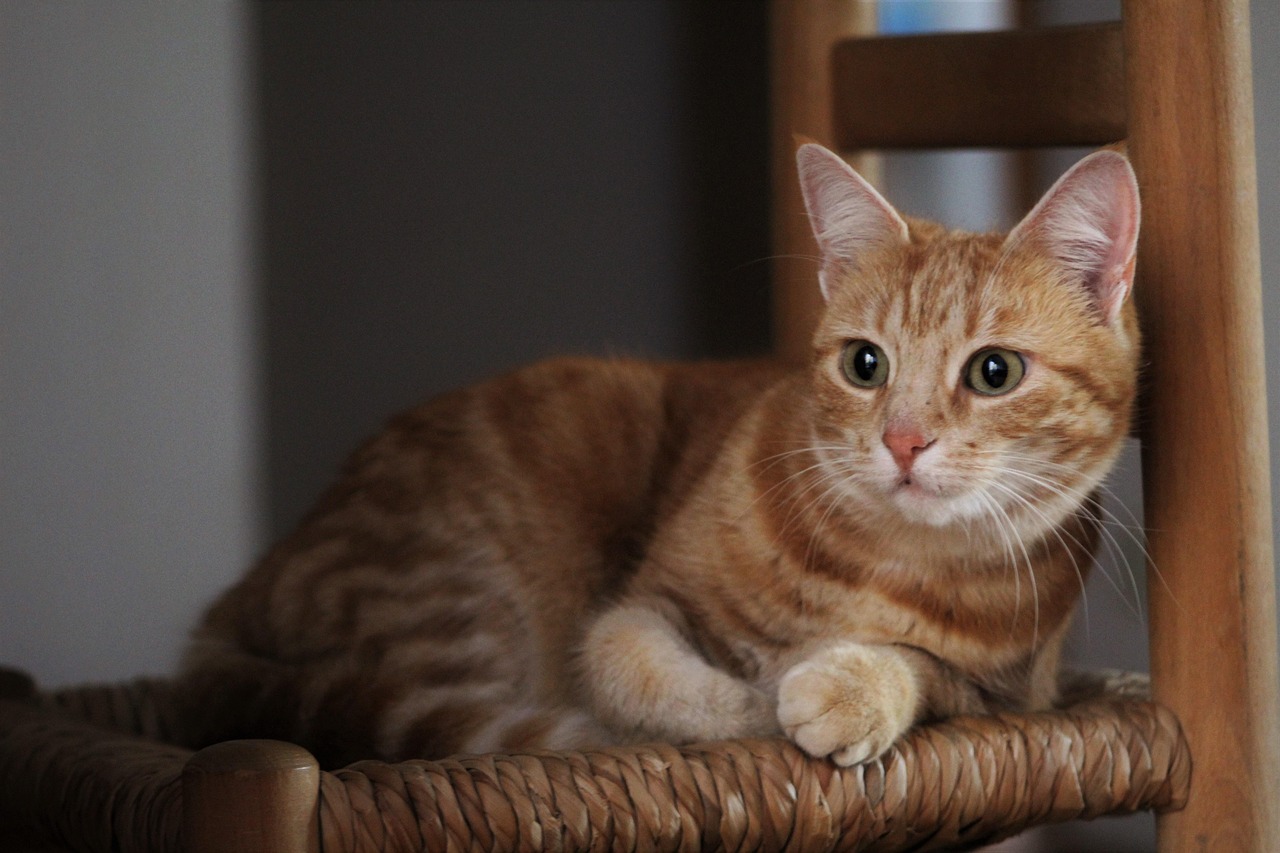 Cat Kitten Pet Young - Free photo on Pixabay - Pixabay