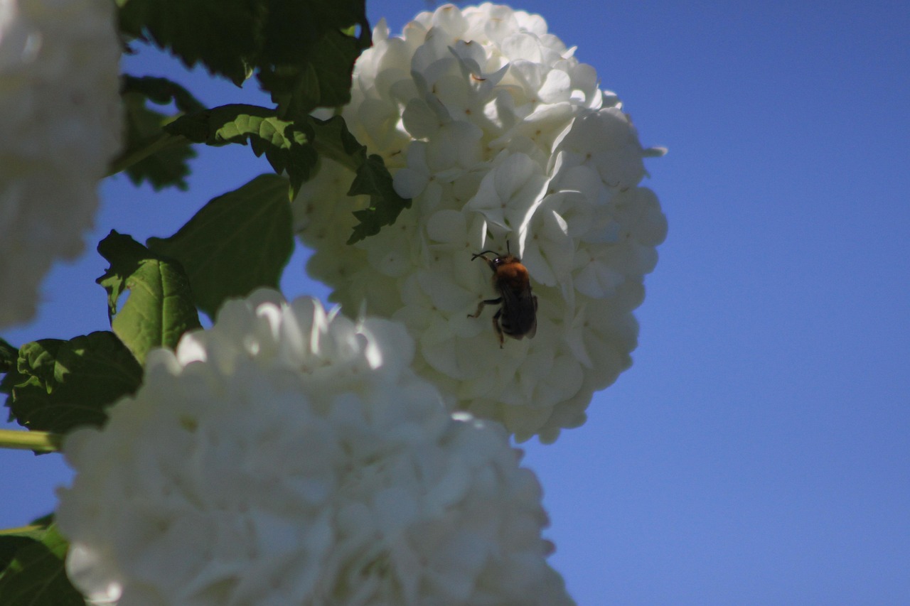 Insecte Ciel Printemps - Photo gratuite sur Pixabay - Pixabay