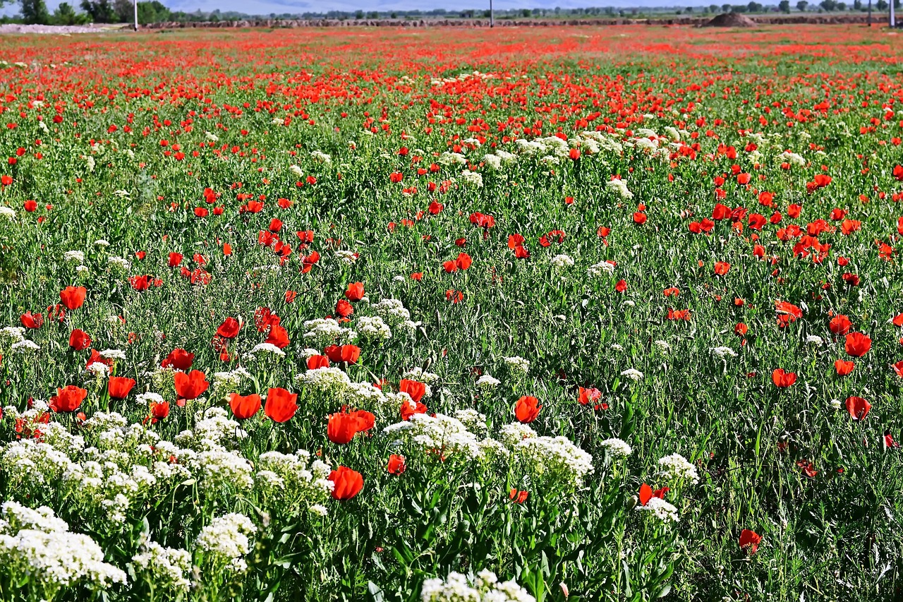 Poppies Flowers Field - Free photo on Pixabay - Pixabay