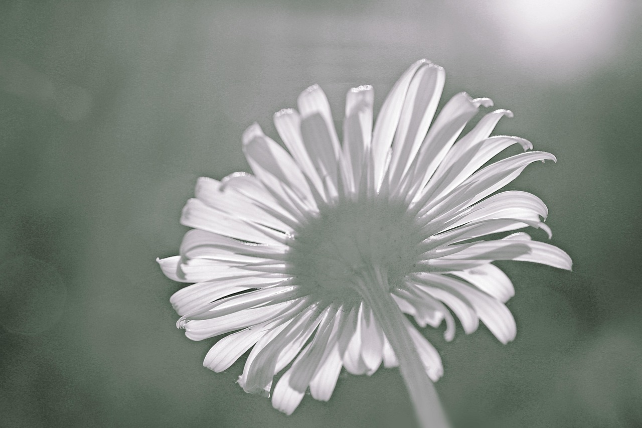 Leopard'S Bane Flower Plant - Free photo on Pixabay - Pixabay