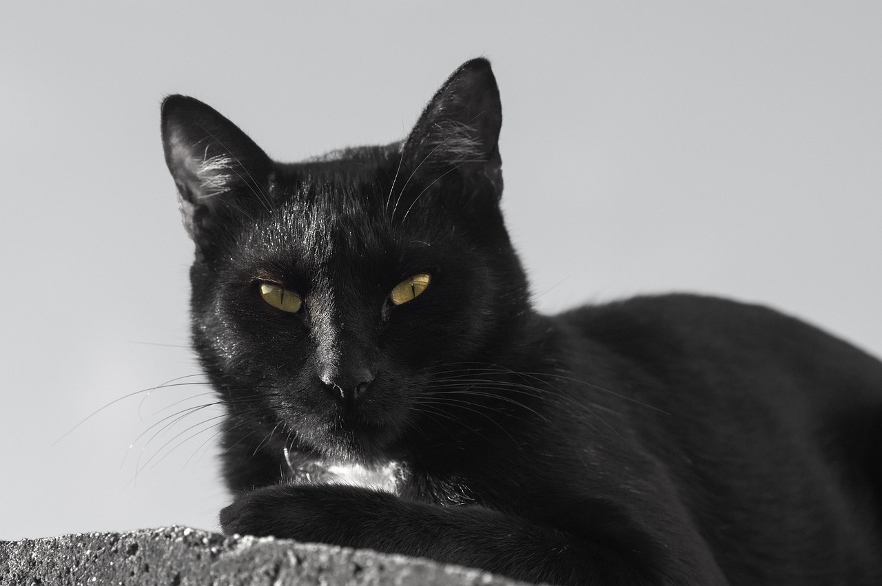 Animal Cat Félin De - Photo gratuite sur Pixabay - Pixabay